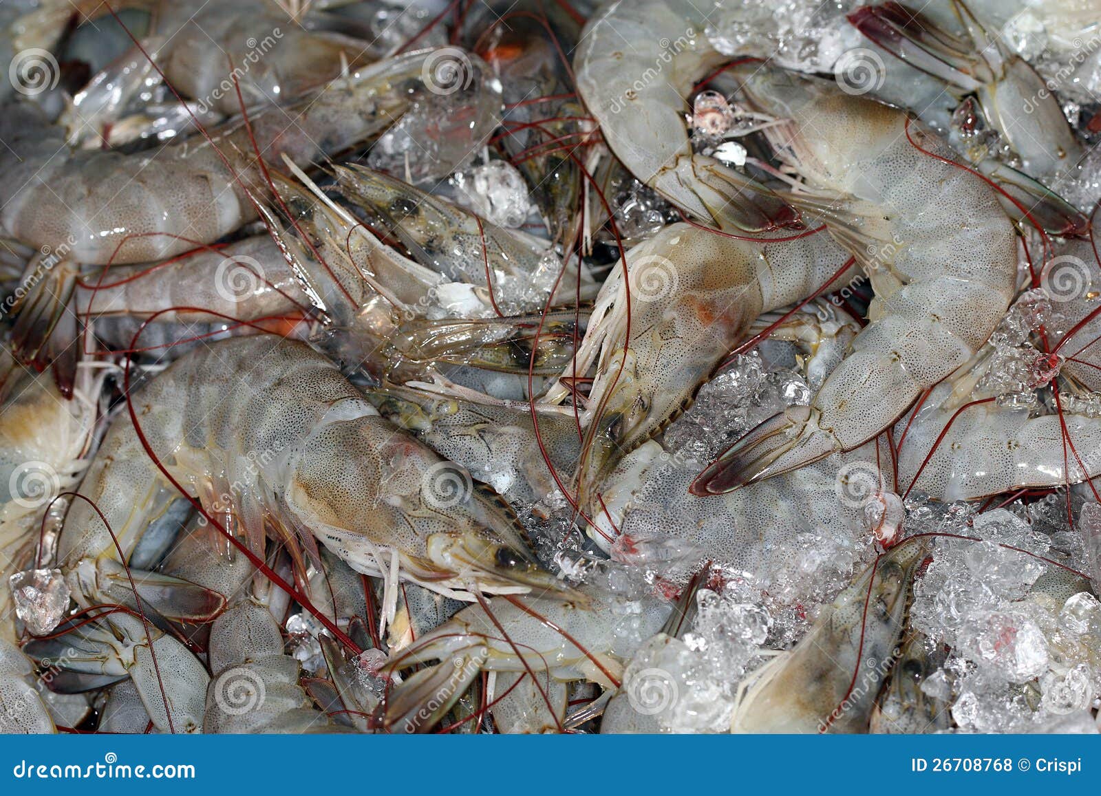 Fresh grey shrimps stock photo. Image of crustacean, shrimpcocktail ...