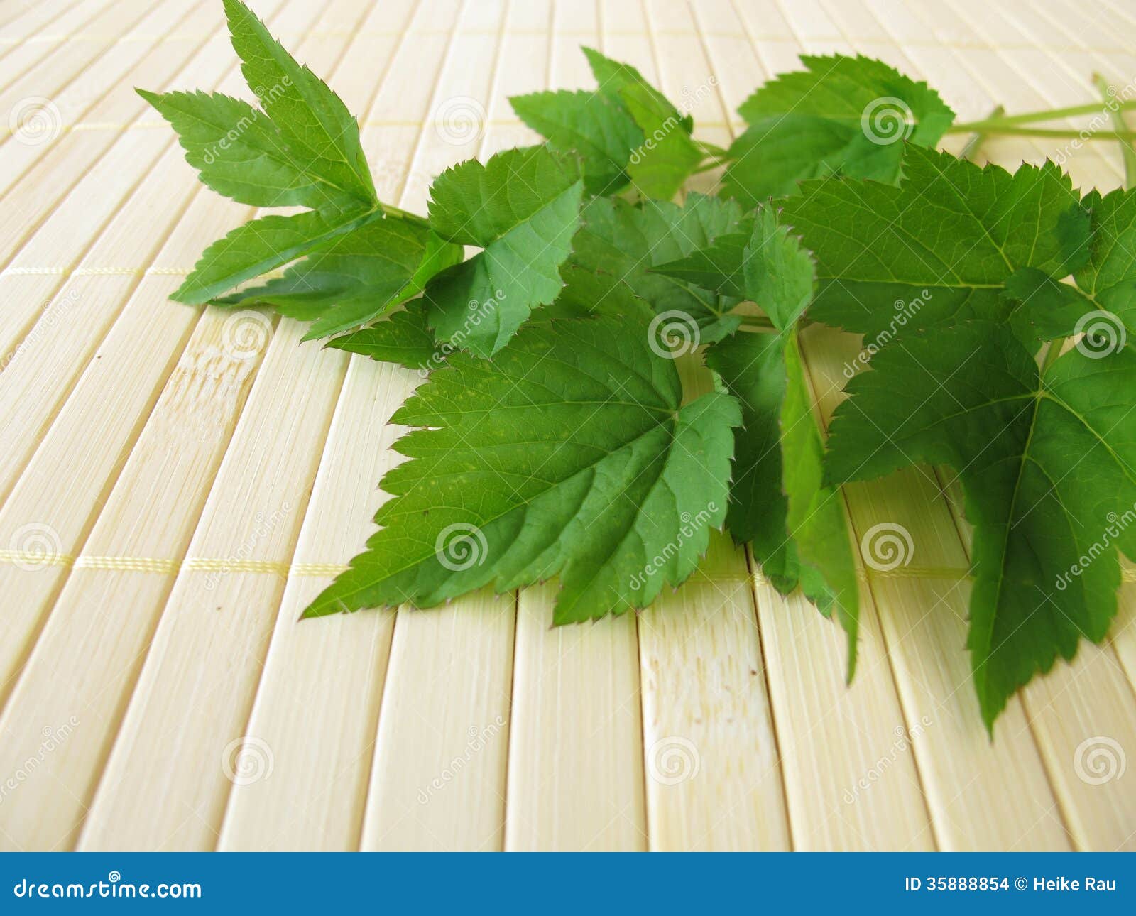 Fresh ground elder stock photo. Image of picket, elder - 35888854