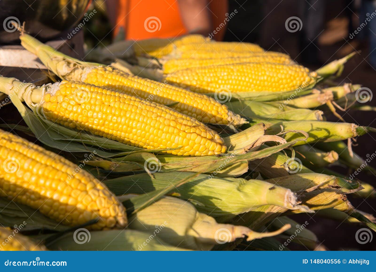 Fresh Group of Corn on the Cob Stock Photo - Image of organic, cooking ... Fresh Group of Corn on the Cob Stock Photo - Image of organic, cooking ...