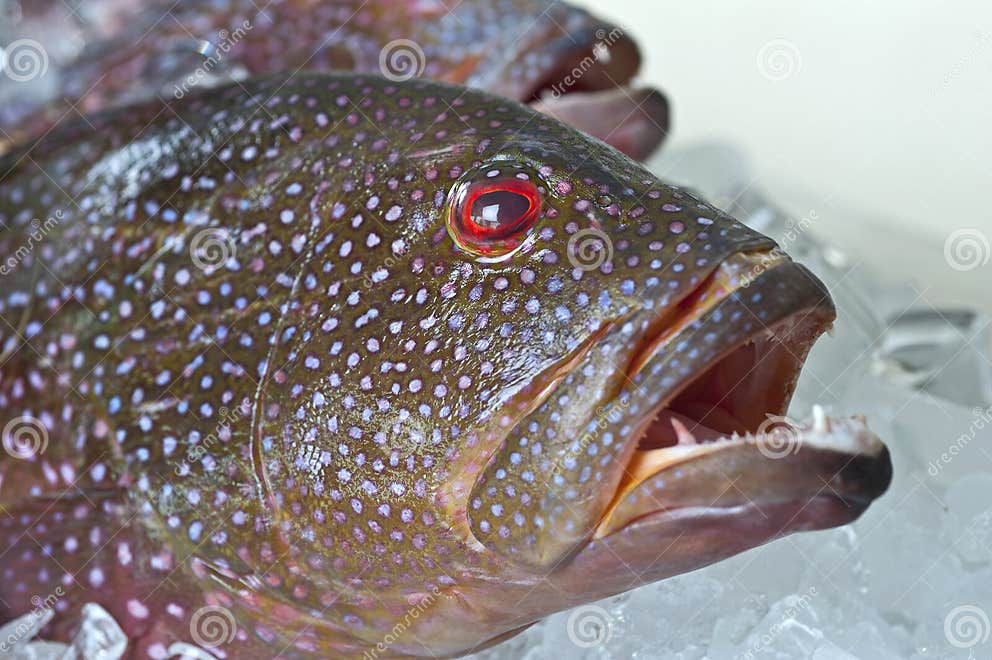 Fresh grouper fish on ice stock image. Image of coral - 14624943