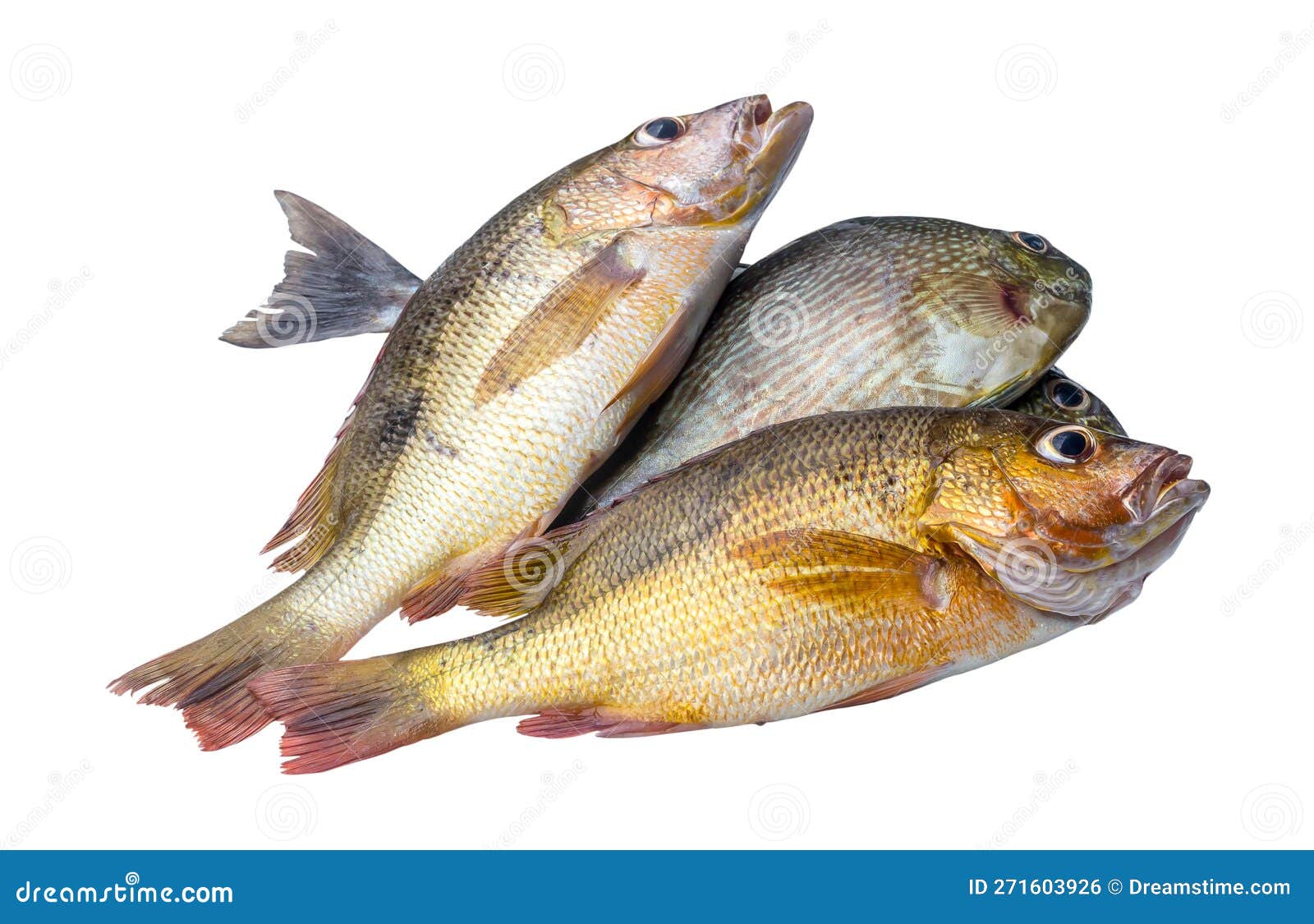 Fresh Groupers or Several Types of Sea Fishes in Stack Isolated on ...