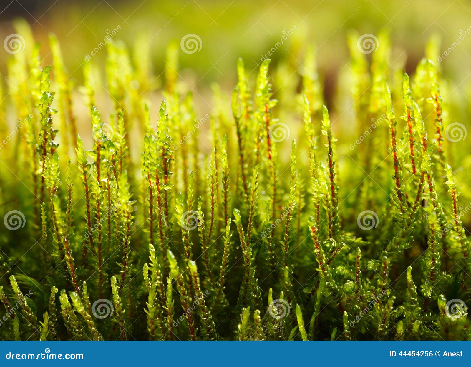 Fresh growing moss stock photo. Image of drop, natural - 44454256