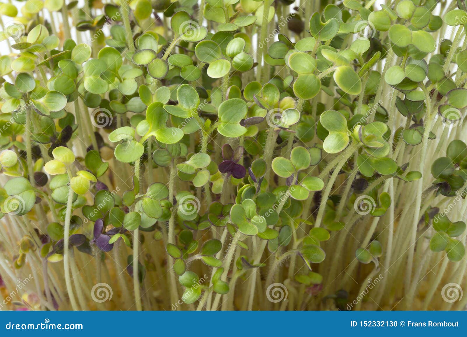 Fresh Growing Mustard Cress Sprouts Stock Photo - Image of growing ...