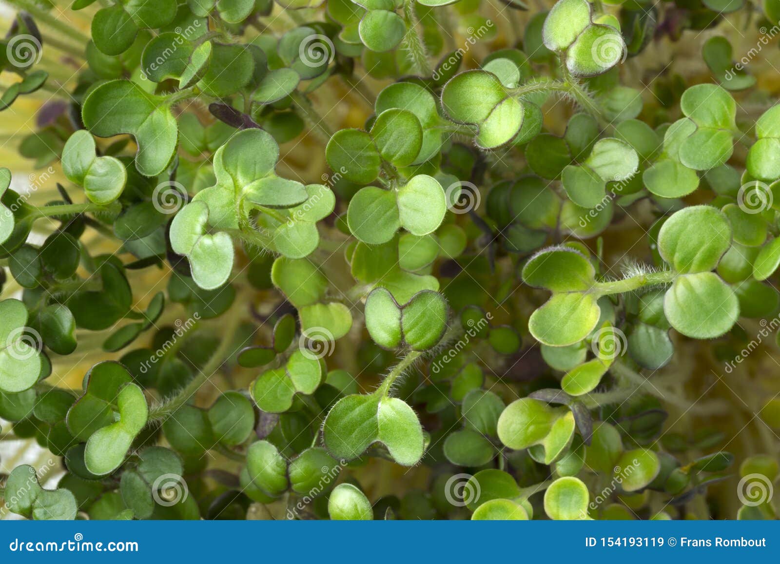 Fresh Growing Mustard Cress Sprouts Stock Image - Image of healthy ...