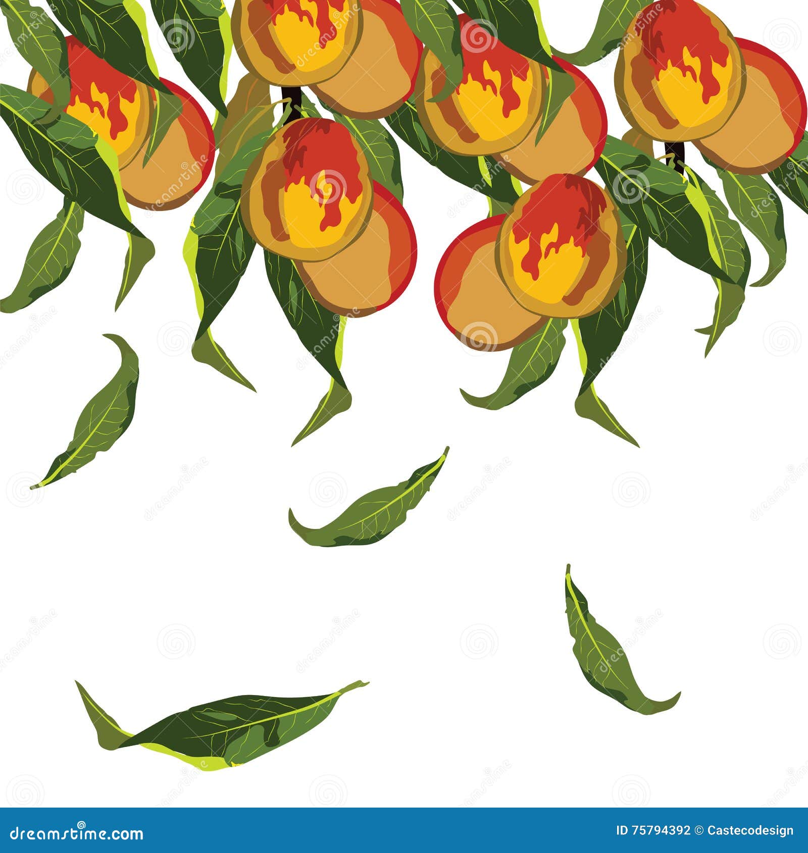 Fresh growing peaches stock vector. Illustration of drawing - 75794392