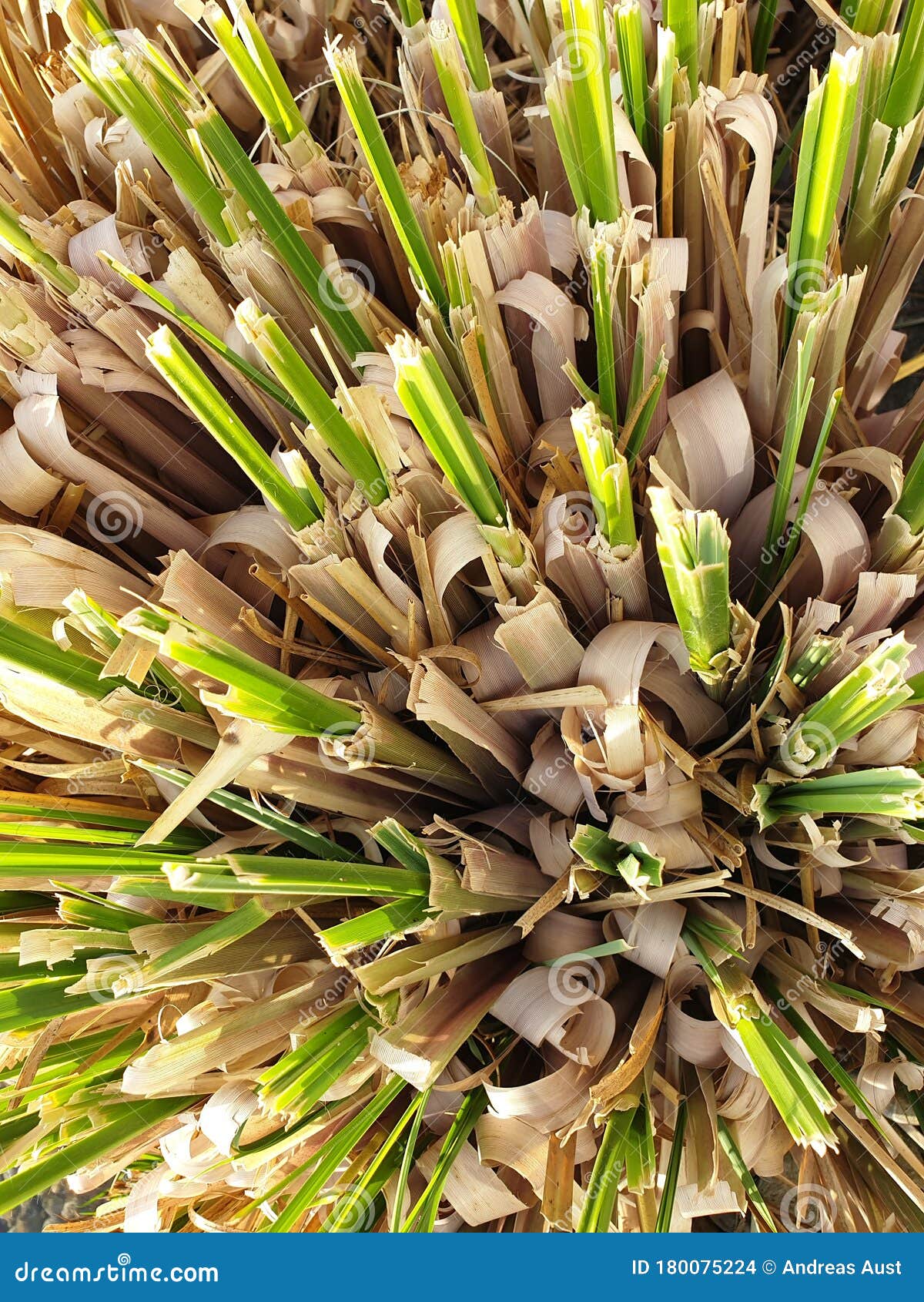 Fresh, Growing Reed from Above Stock Photo - Image of nature, closeup ...