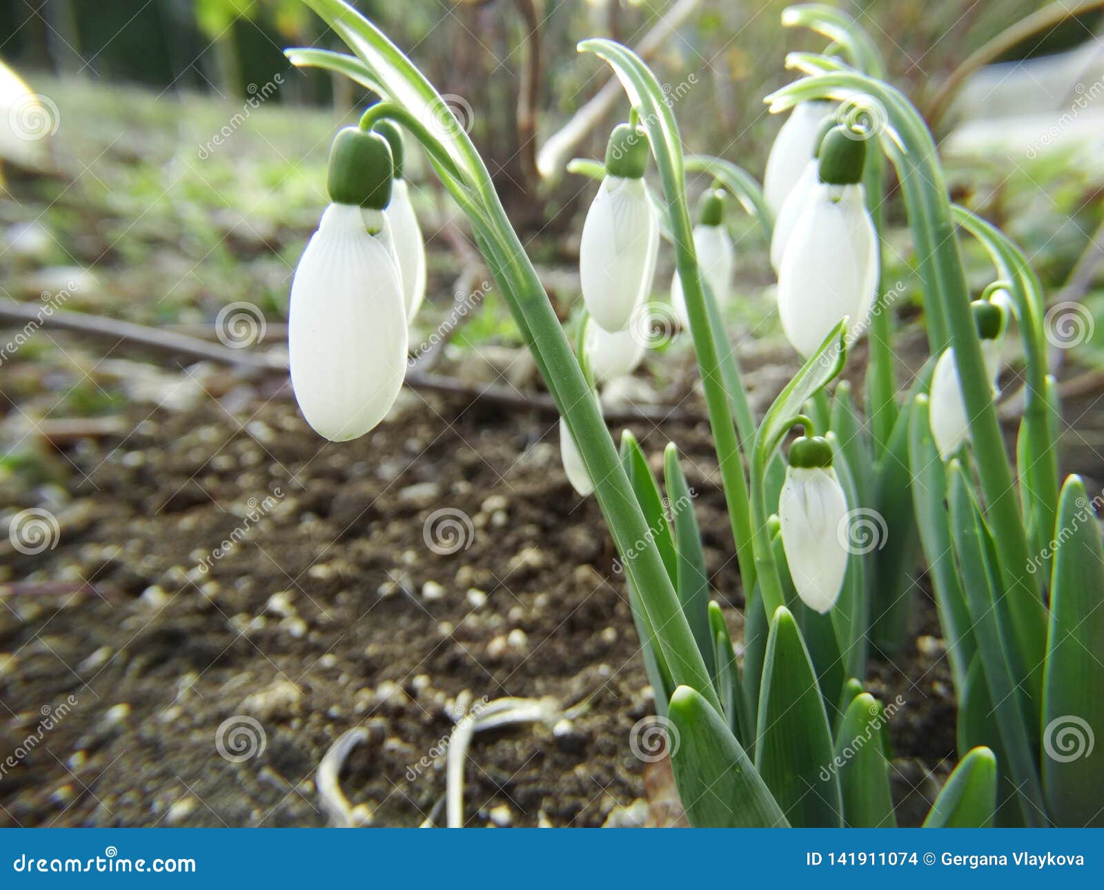 Fresh Growing Snowdrop in a Green Garden at Springtime Stock Photo ...