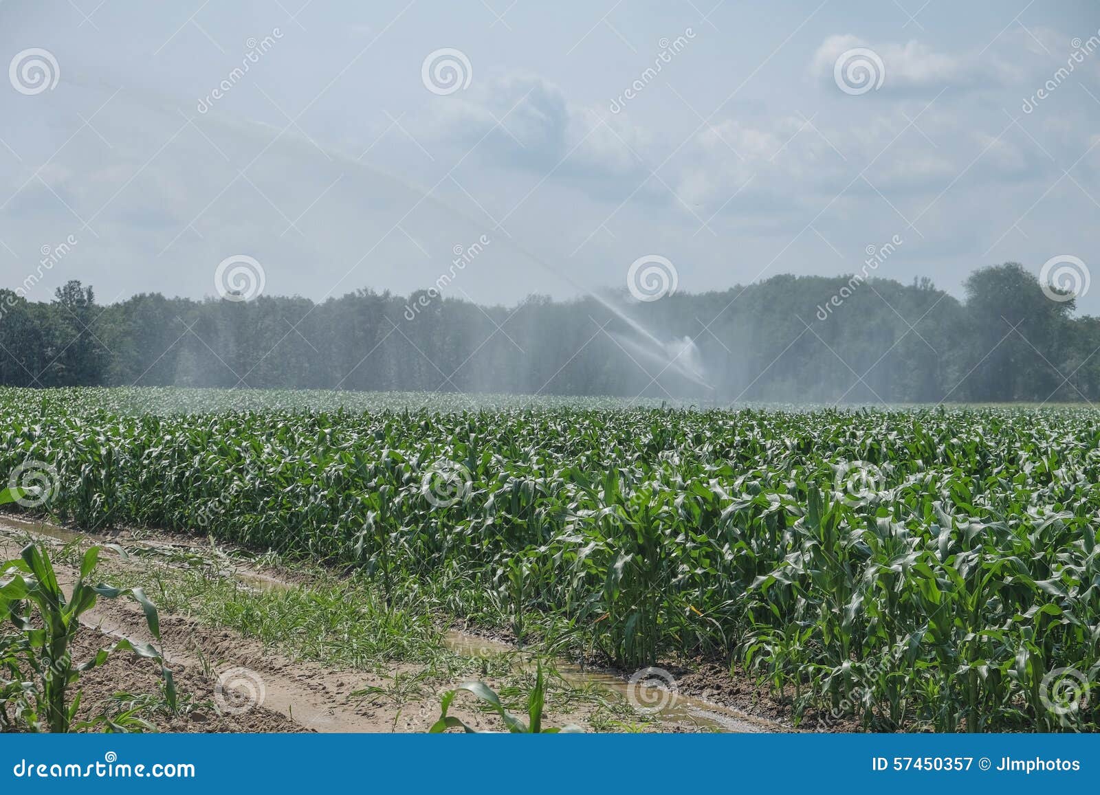 Fresh Growing White Corn Being Watered by Water Powered Tractors Stock ...