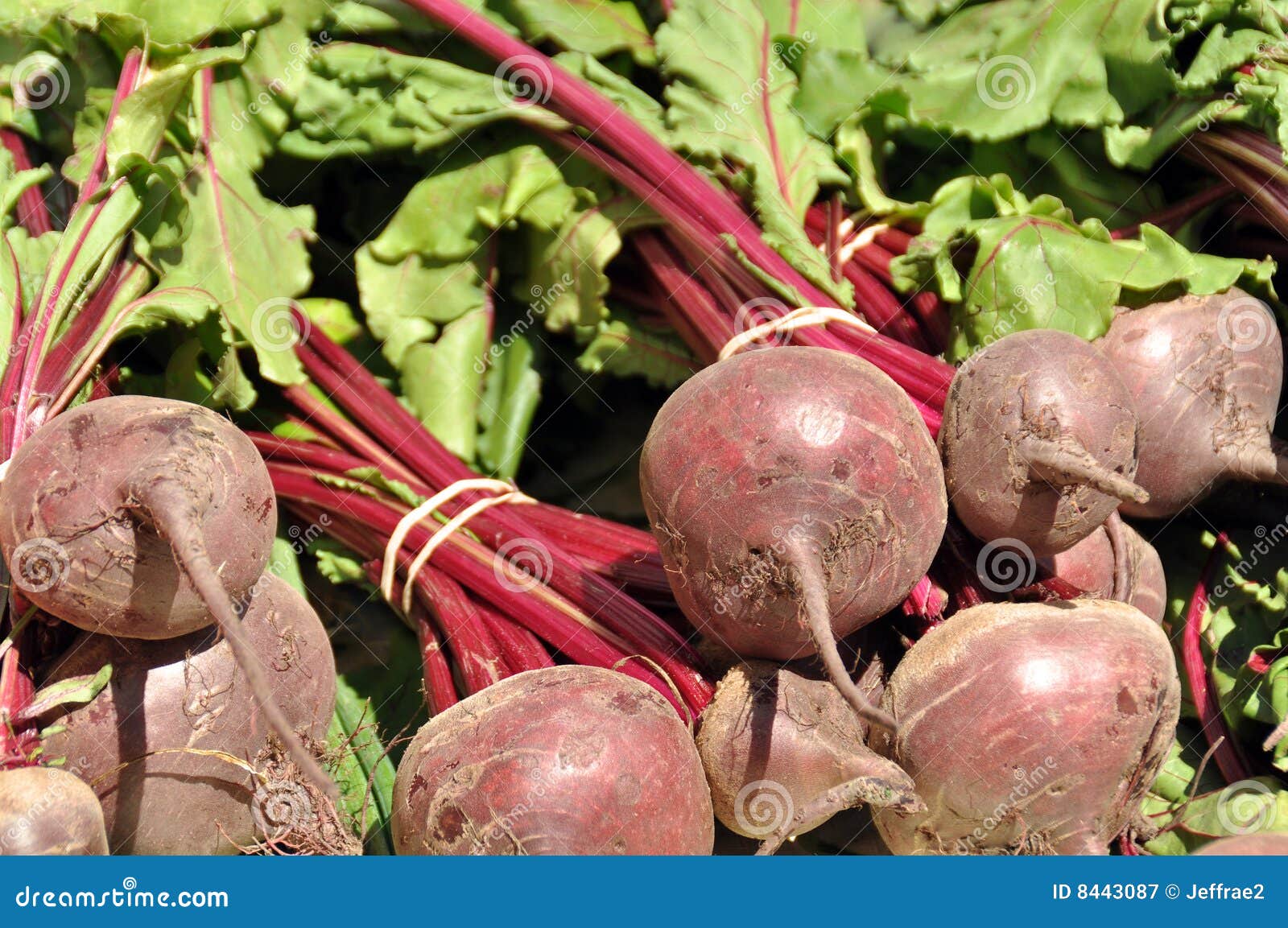 Fresh Grown Beets stock image. Image of green, farm, fresh - 8443087