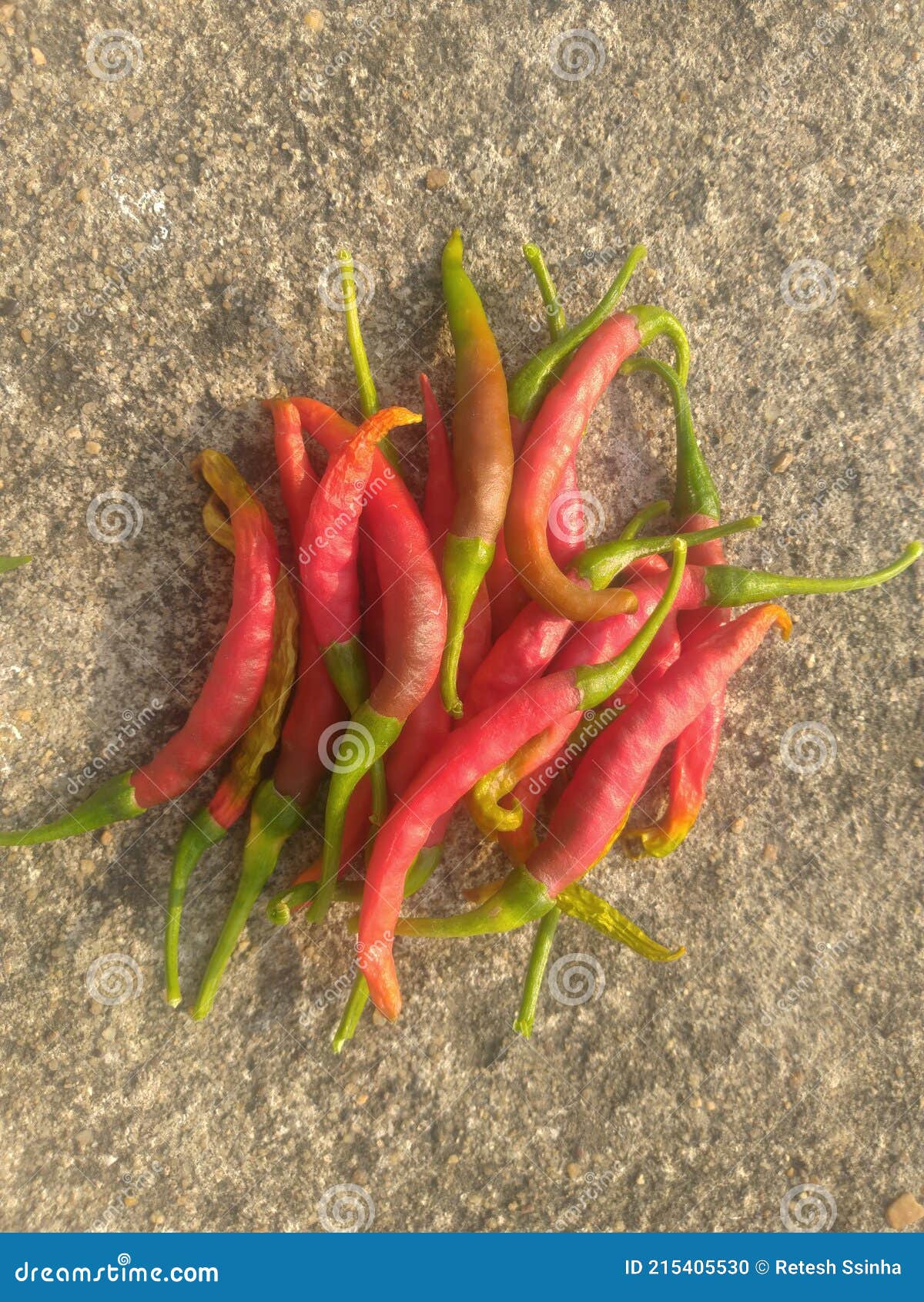 Fresh Grown Red Chillies stock photo. Image of produce - 215405530