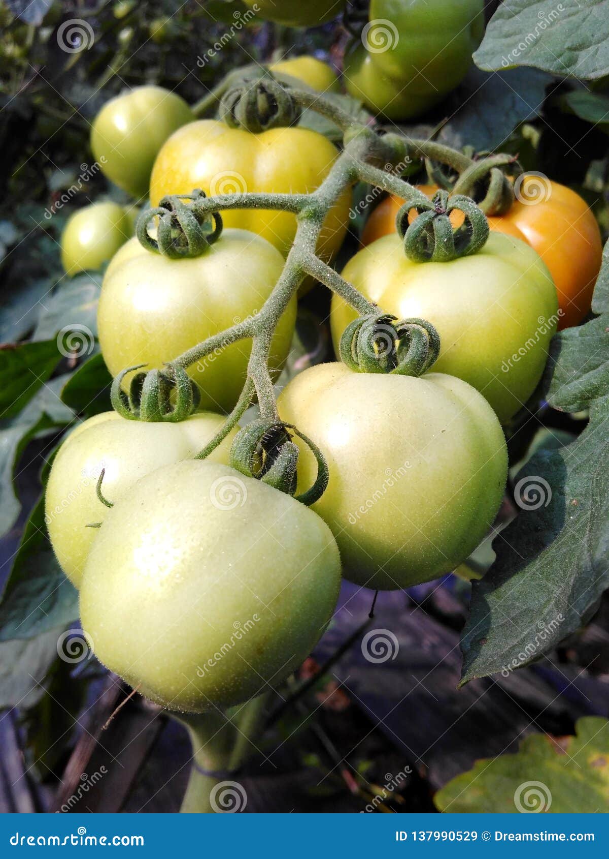 Fresh Growth Tomatoes in Field Stock Image - Image of fruit, harvested ...