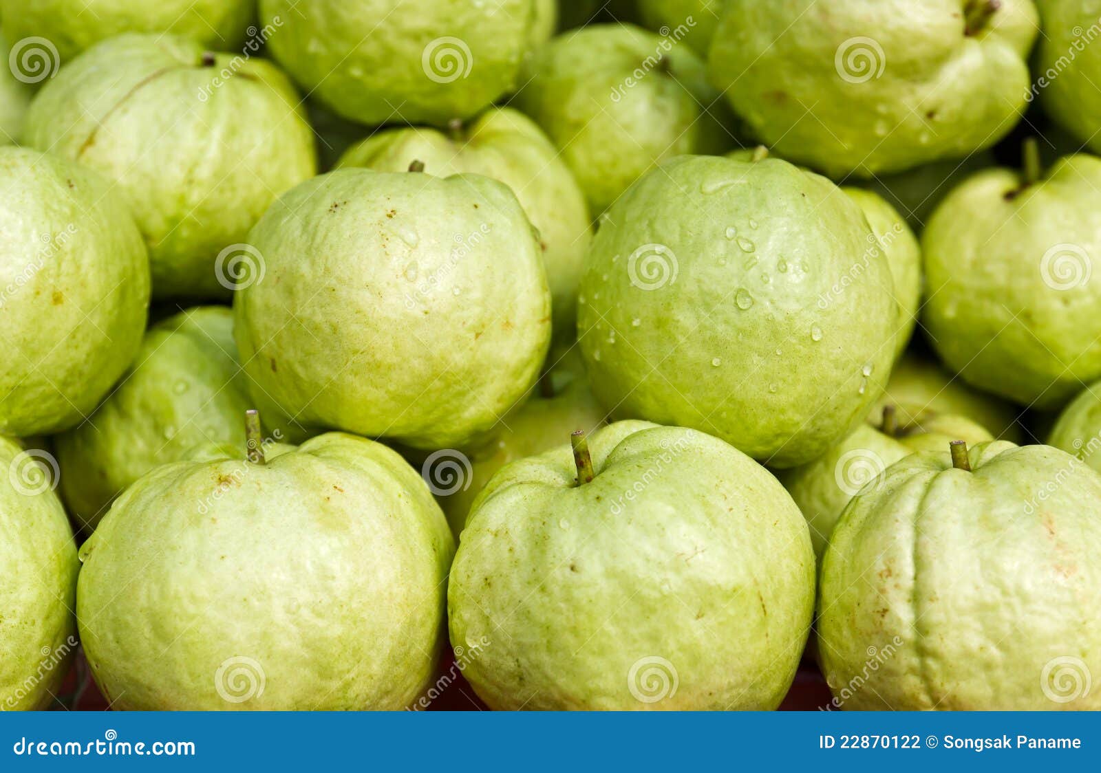 Fresh guava fruit stock photo. Image of closeup, bangkok - 22870122