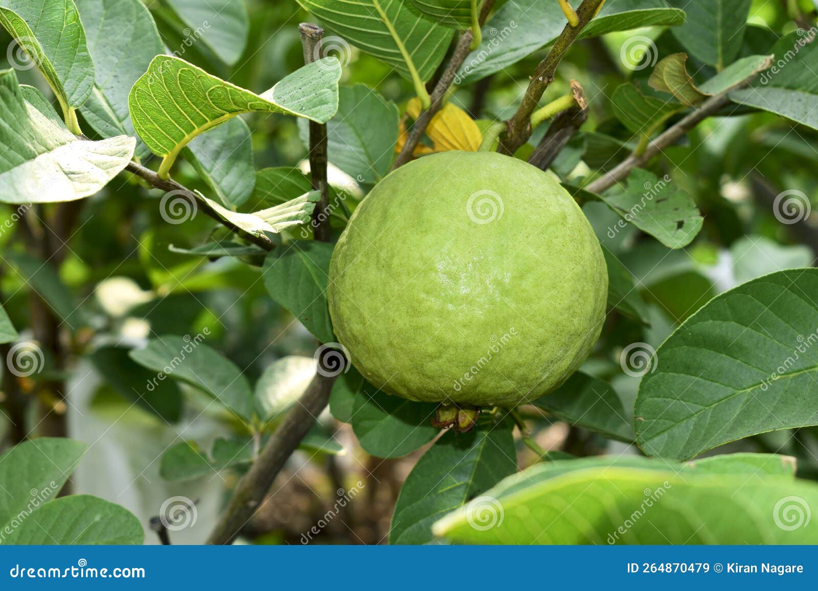 Fresh Guava Fruit with Green Leaf Stock Image - Image of guava, guavas ...