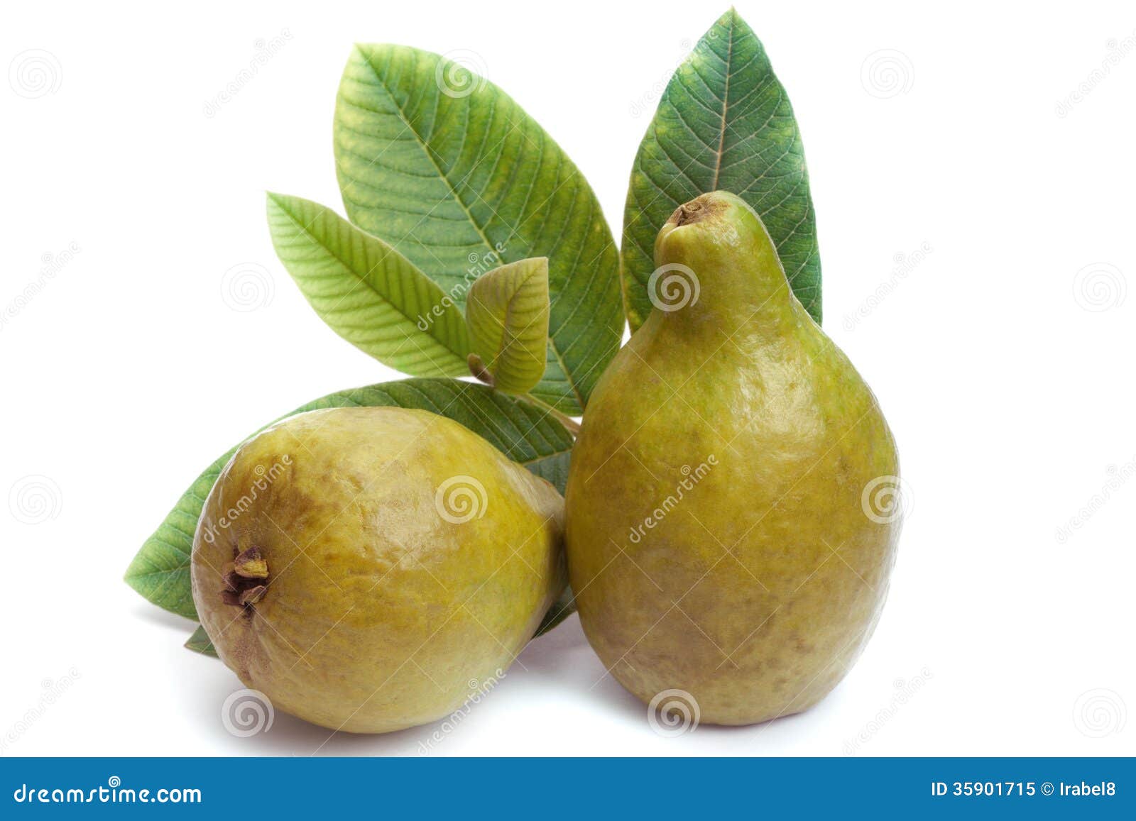 Fresh Guava Fruit with Leaves Stock Image - Image of freshness, sweet ...