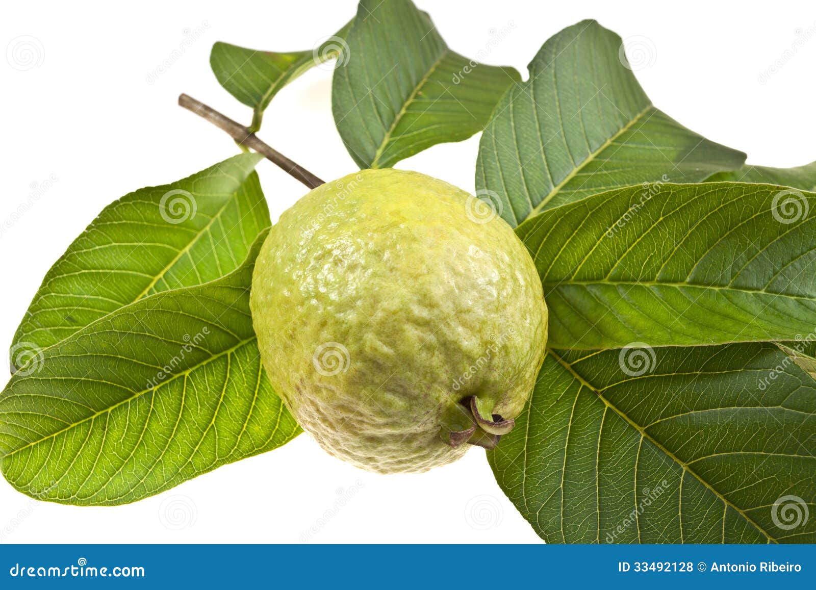 Fresh Guava Fruit stock photo. Image of pear, gourmet - 33492128