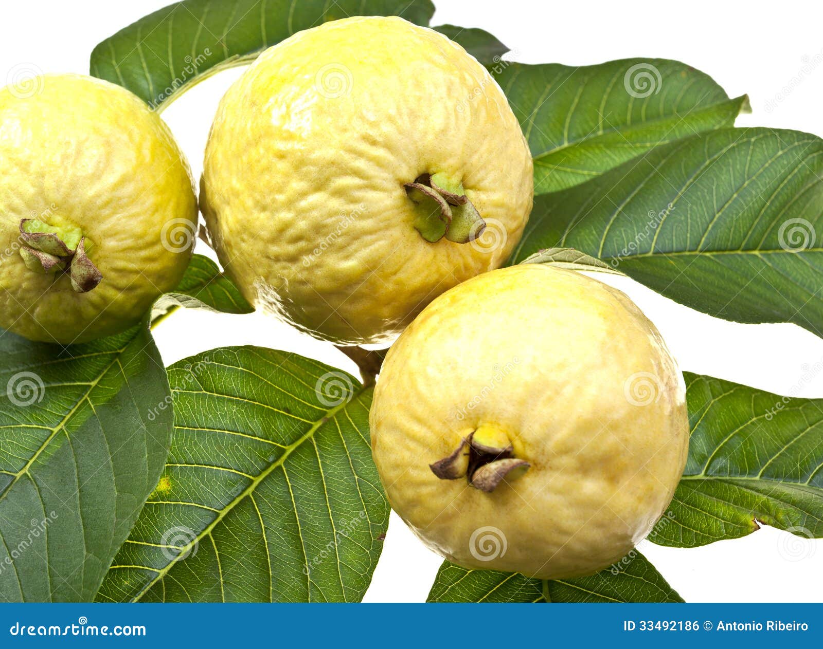 Fresh Guava Fruit stock photo. Image of fruit, gourmet - 33492186