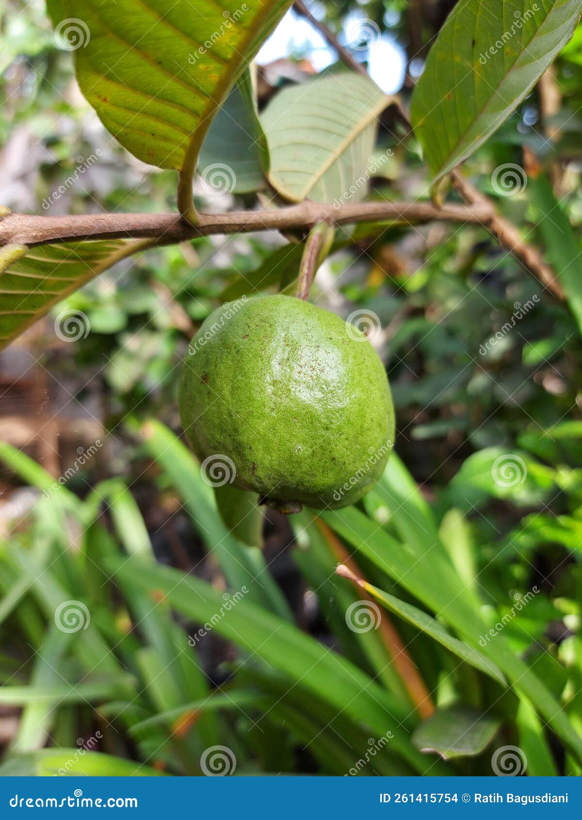 Fresh guava fruit stock photo. Image of fruit, jungle - 261415754