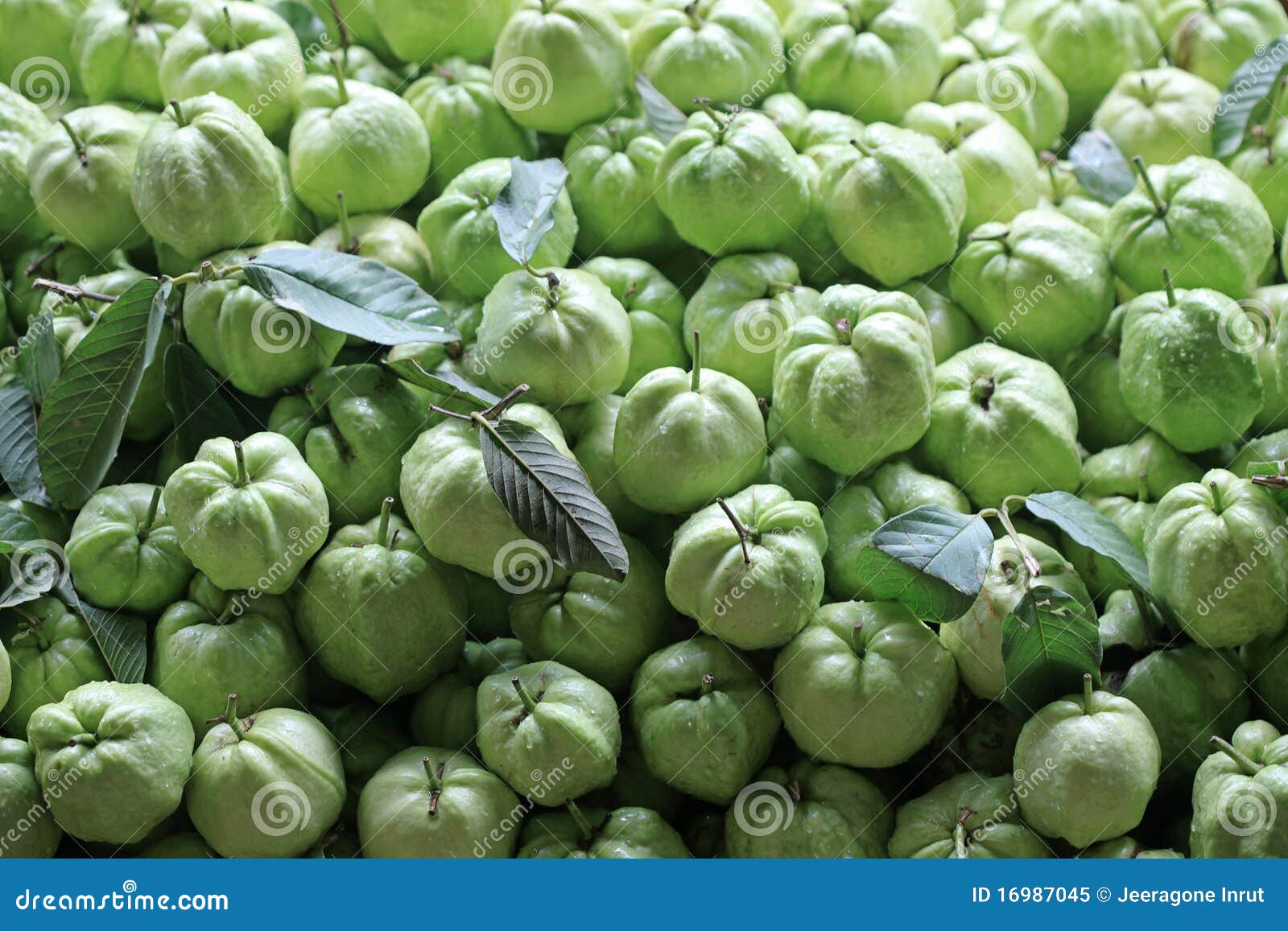 Fresh Guava Fruits Background Stock Image - Image of closeup, dessert ...