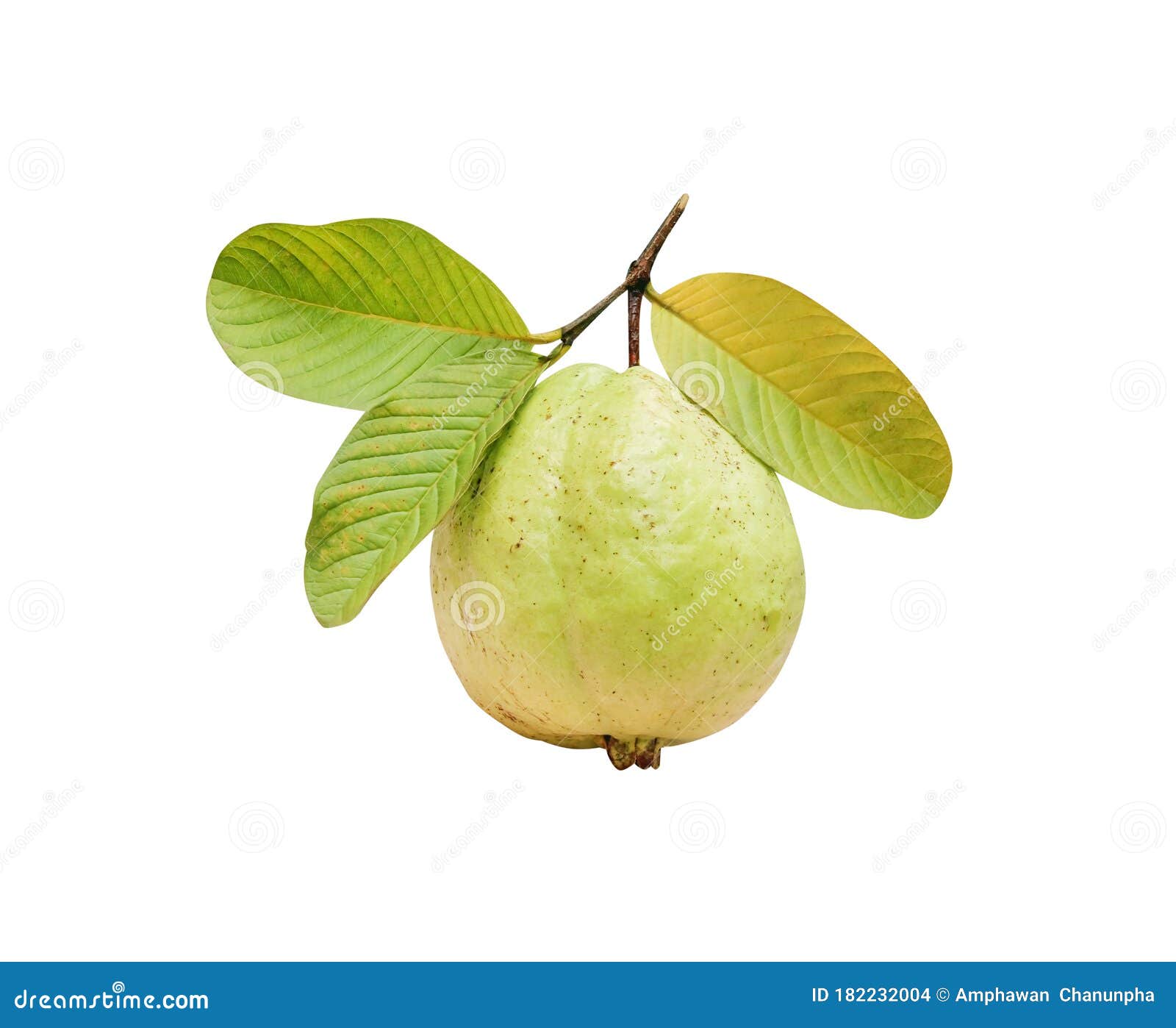 Fresh Guava with Green Leaves and Stem Isolated on White Background ...