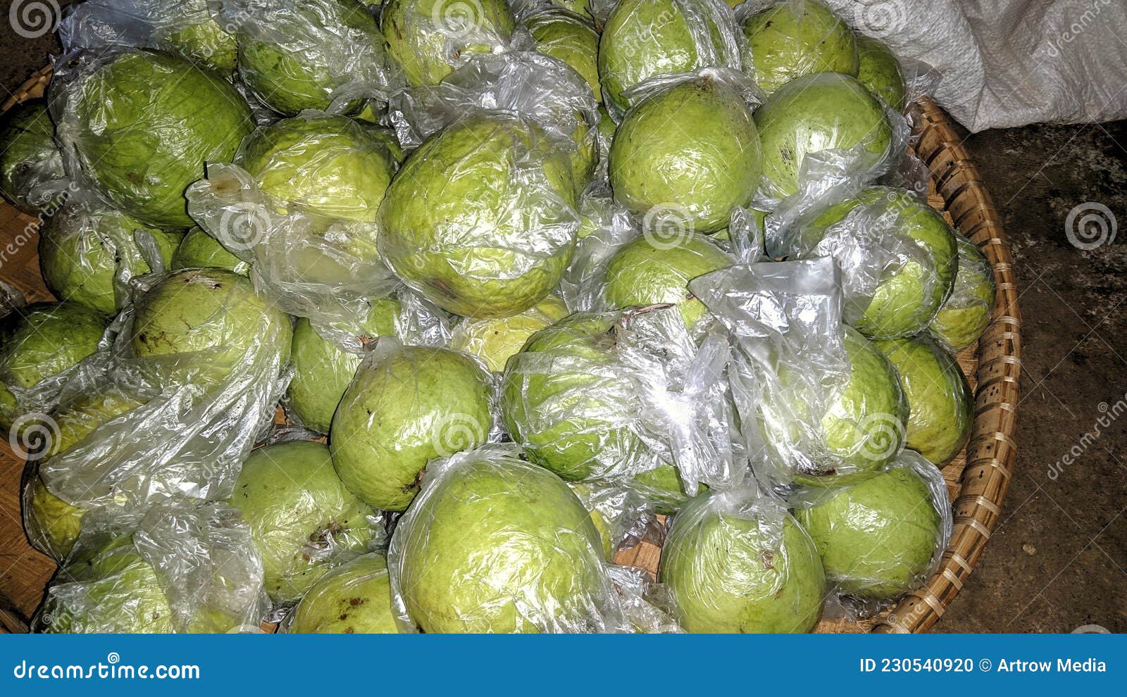 Fresh Guava Harvested from Garden Jambu Kristal Stock Photo - Image of ...