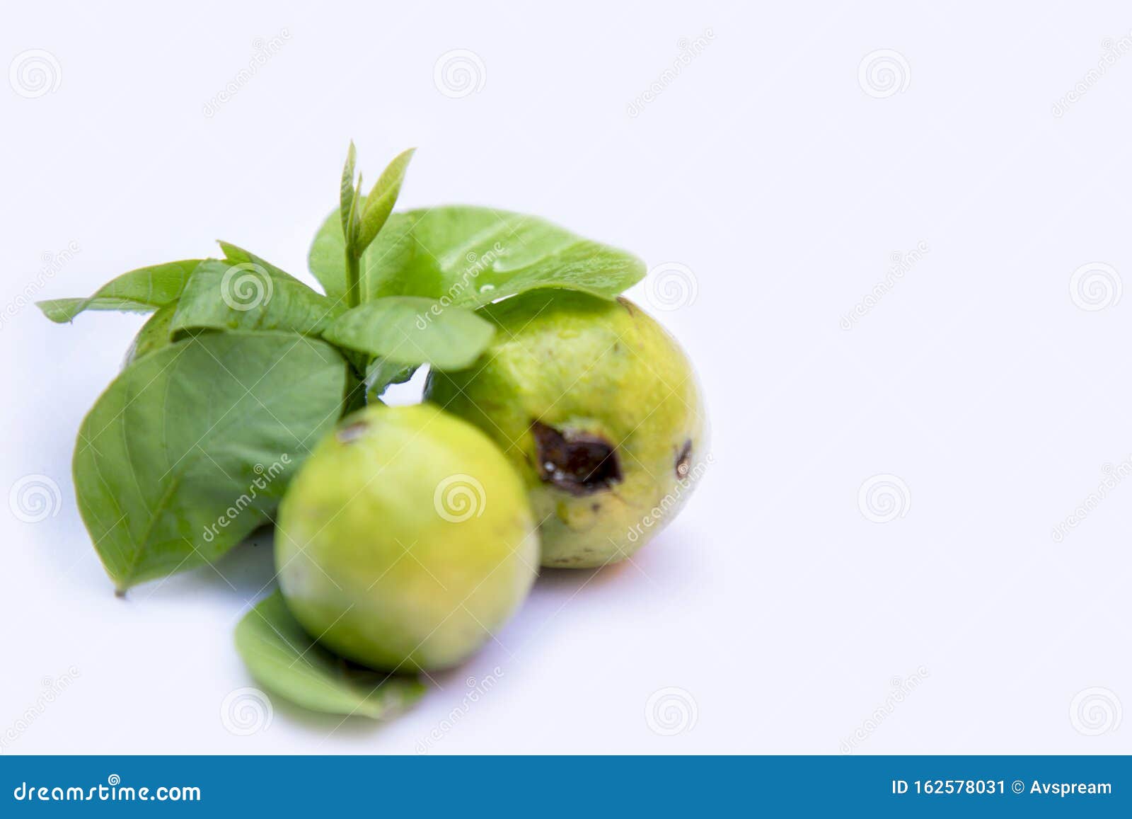 Fresh Guava with Leaf on White Background. Stock Image - Image of food ...