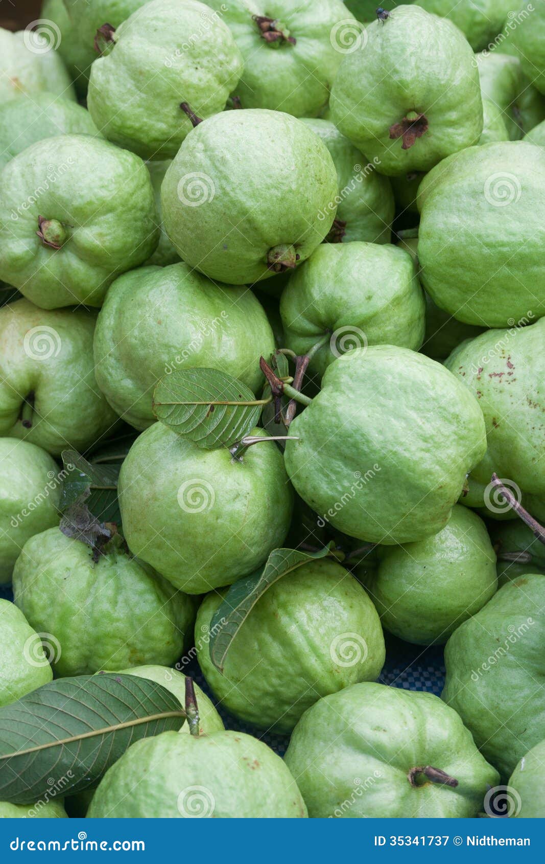 Fresh guava stock image. Image of asian, objects, juicy - 35341737