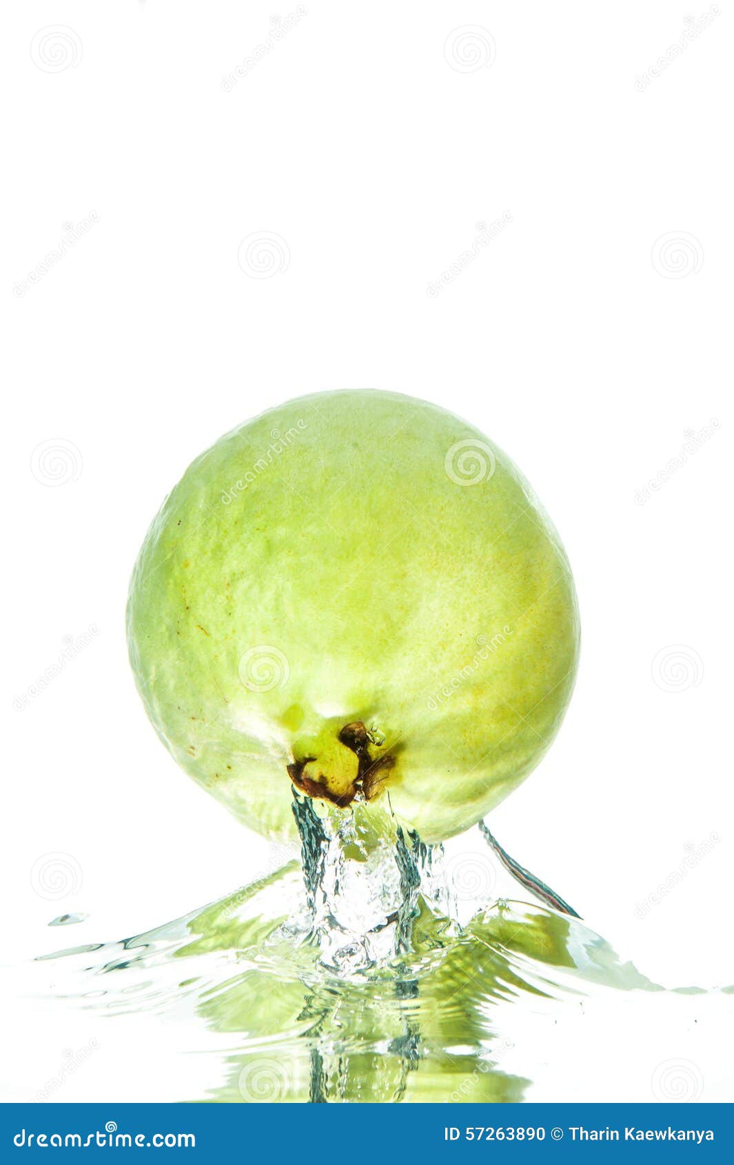 Fresh guava stock photo. Image of white, clean, green - 57263890