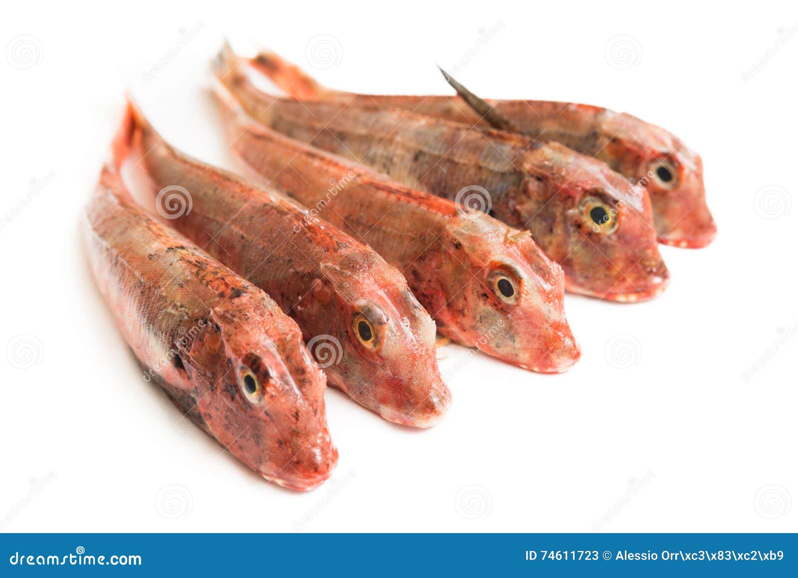 Fresh Gurnard stock image. Image of fishes, recipe, isolated - 74611723