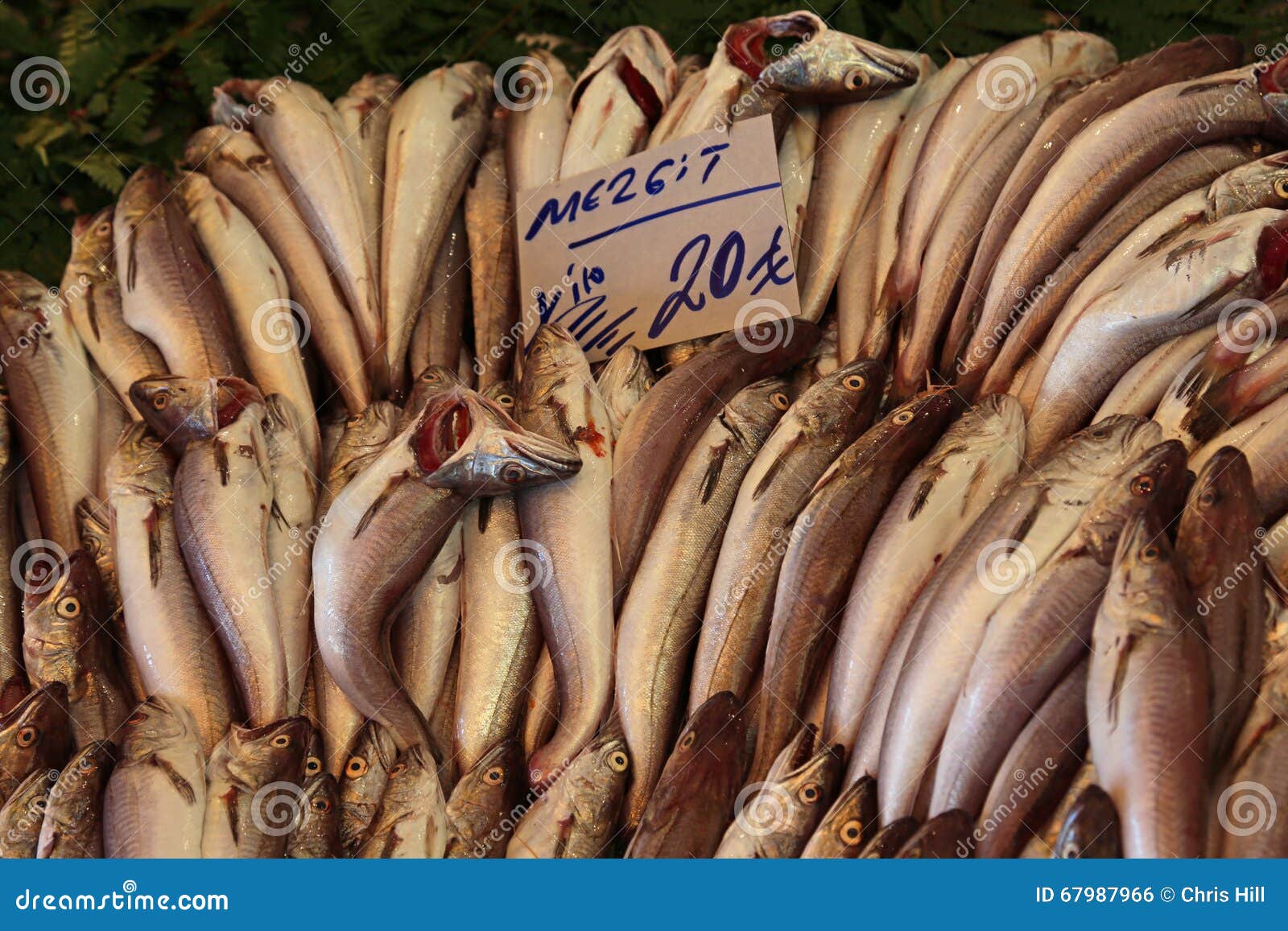 Fresh Haddock stock photo. Image of produce, turkey, pile - 67987966