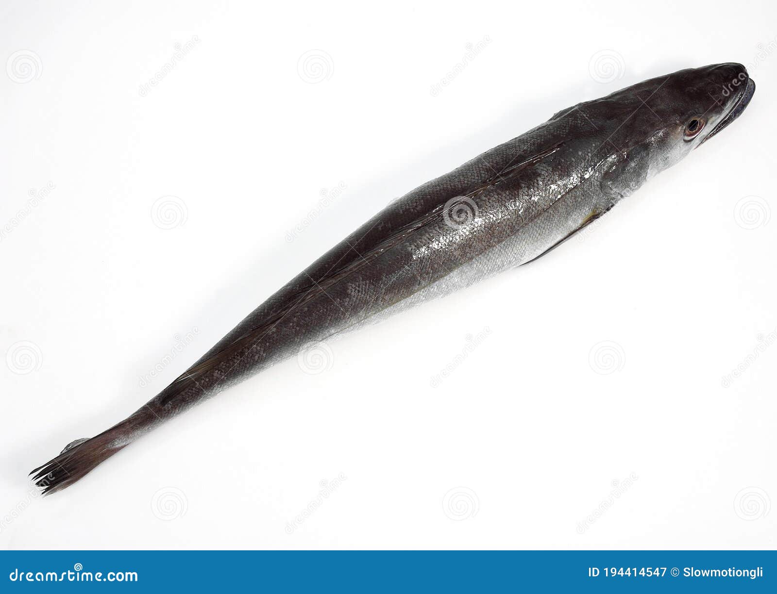 FRESH HAKE AGAINST WHITE BACKGROUND Stock Image - Image of indoors ...
