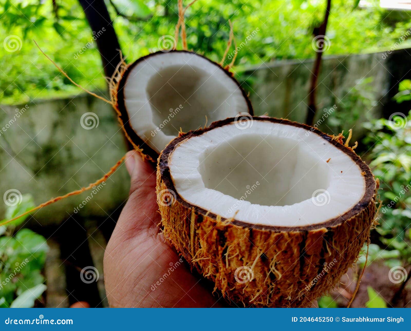 Fresh Half Cut Coconut with Coconut Shell Stock Photo - Image of ripe ...
