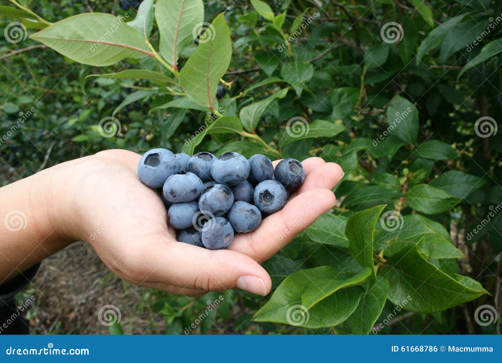 Fresh Blueberries stock photo. Image of love, berryfruit - 61668786