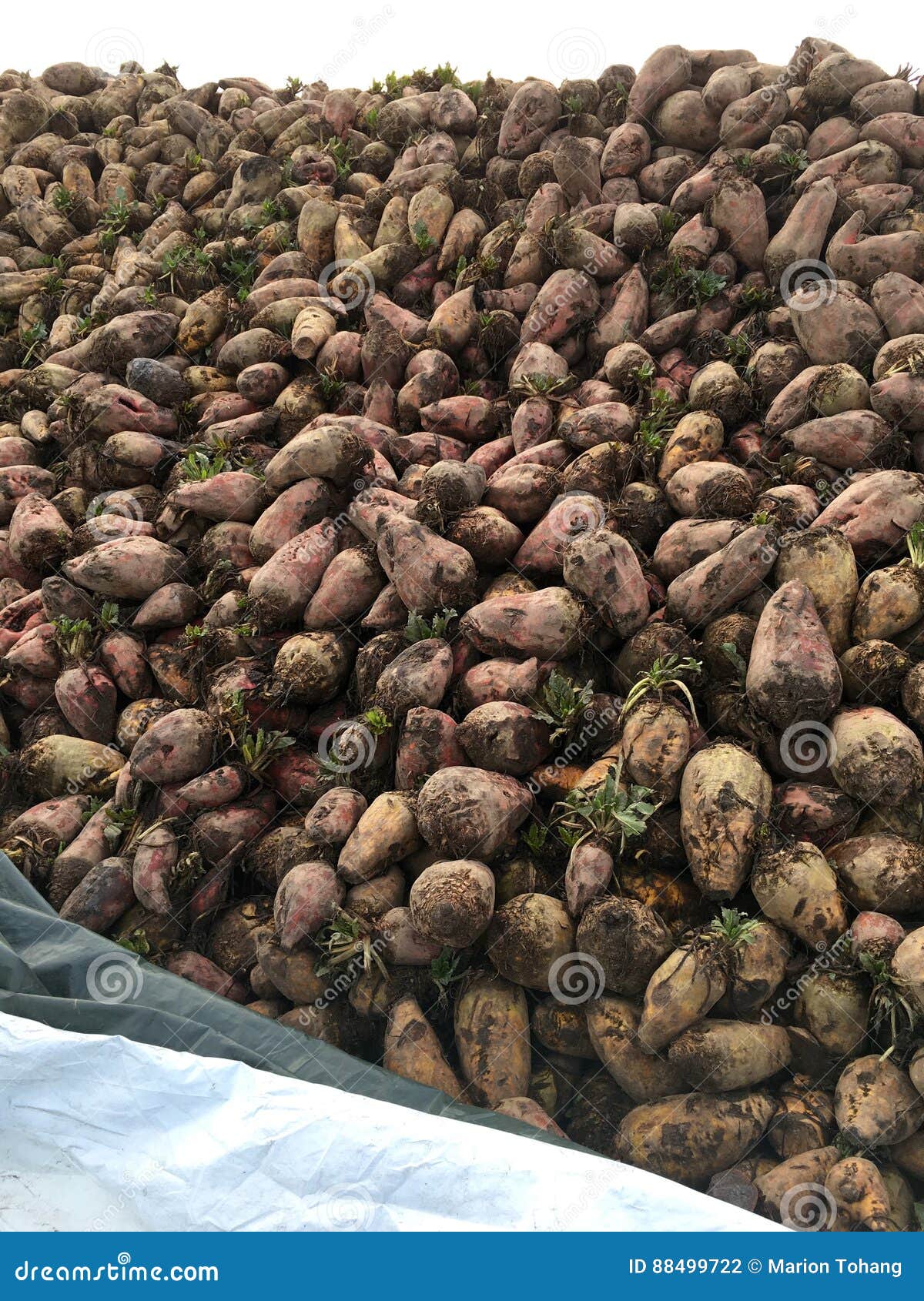 Fresh Harvest of Fodder Beet Stock Photo - Image of chard, pile: 88499722