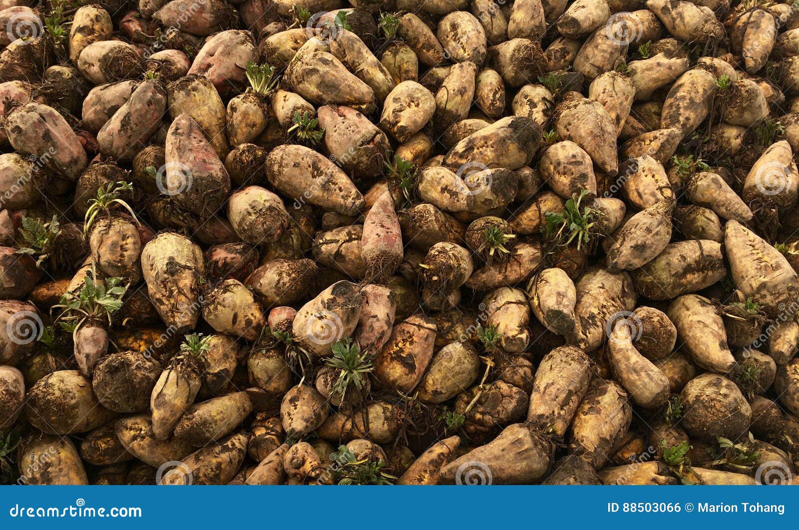 Fresh Harvest of Fodder Beet Stock Photo - Image of cultivated, objects ...