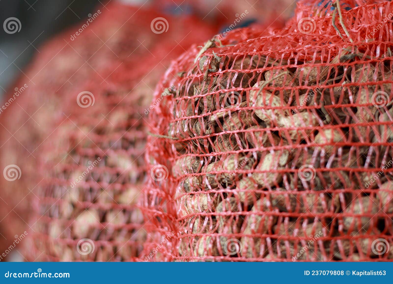 Fresh Harvest of Peanuts in Nets on Drying Stock Photo - Image of ...