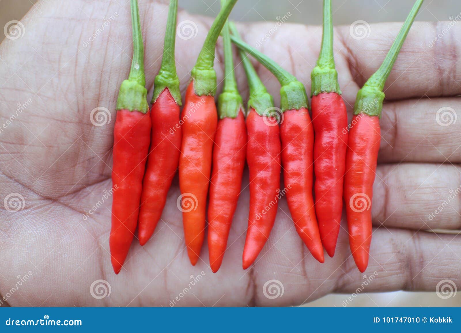 Red chilies in hand. stock photo. Image of health, beautiful - 101747010