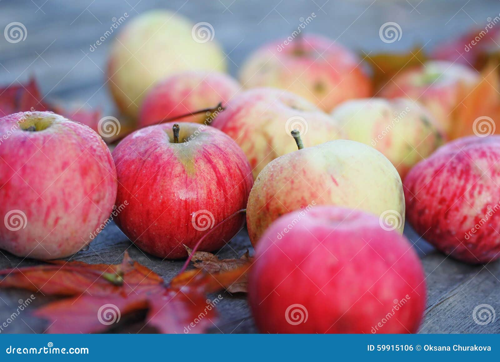 Fresh Harvest of Ripe Apples Stock Photo - Image of dirty, rustic: 59915106