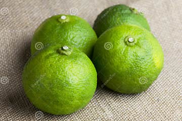 Fresh harvested Asian lime stock photo. Image of green - 11382916