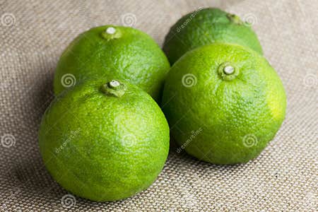 Fresh harvested Asian lime stock photo. Image of green - 11382916