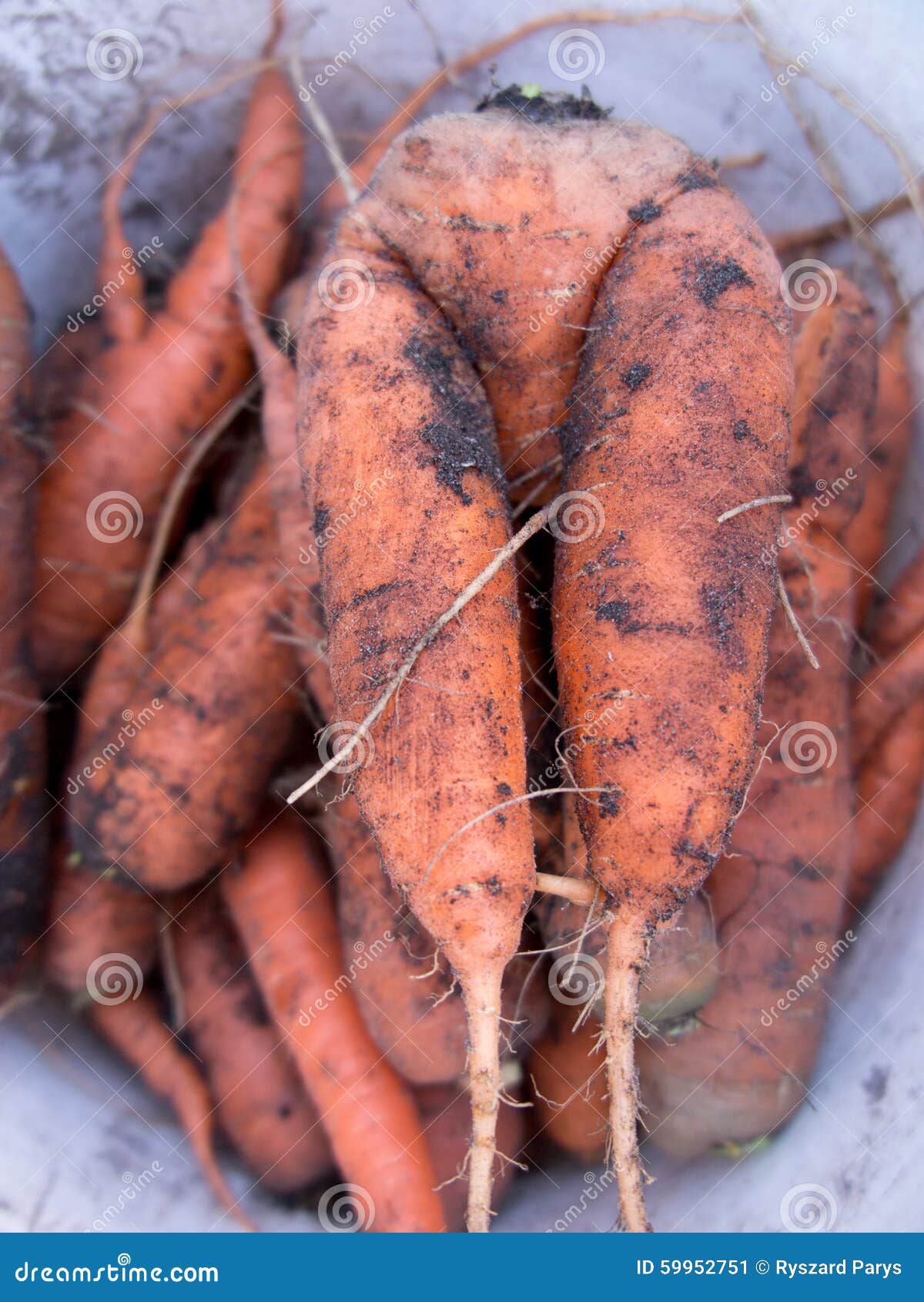 Fresh Harvested Carrots on the Ground Stock Image - Image of crop ...