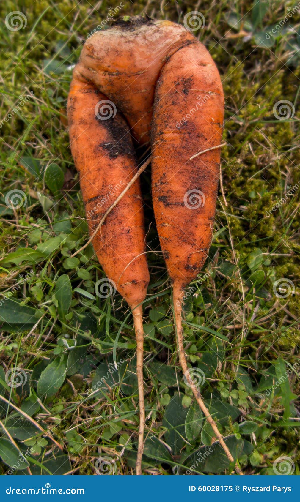 Fresh Harvested Carrots on the Ground Stock Image - Image of bunch ...