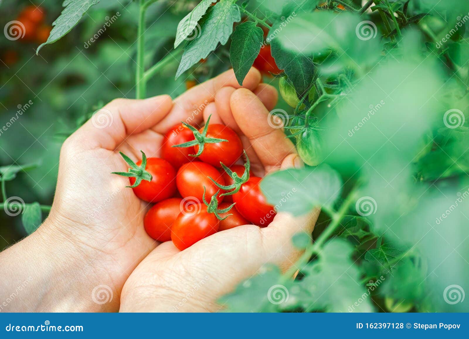 Fresh Harvested Cherry Tomatoes in Hands Stock Photo - Image of summer ...
