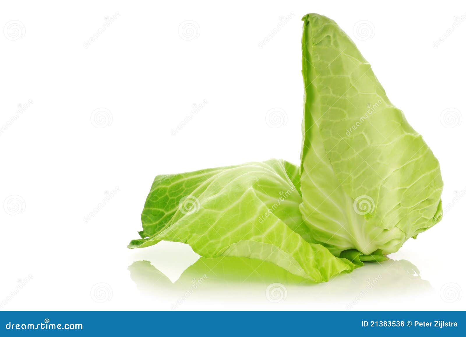 A Fresh Harvested Green Pointed Cabbage Stock Photo - Image of leaves ...