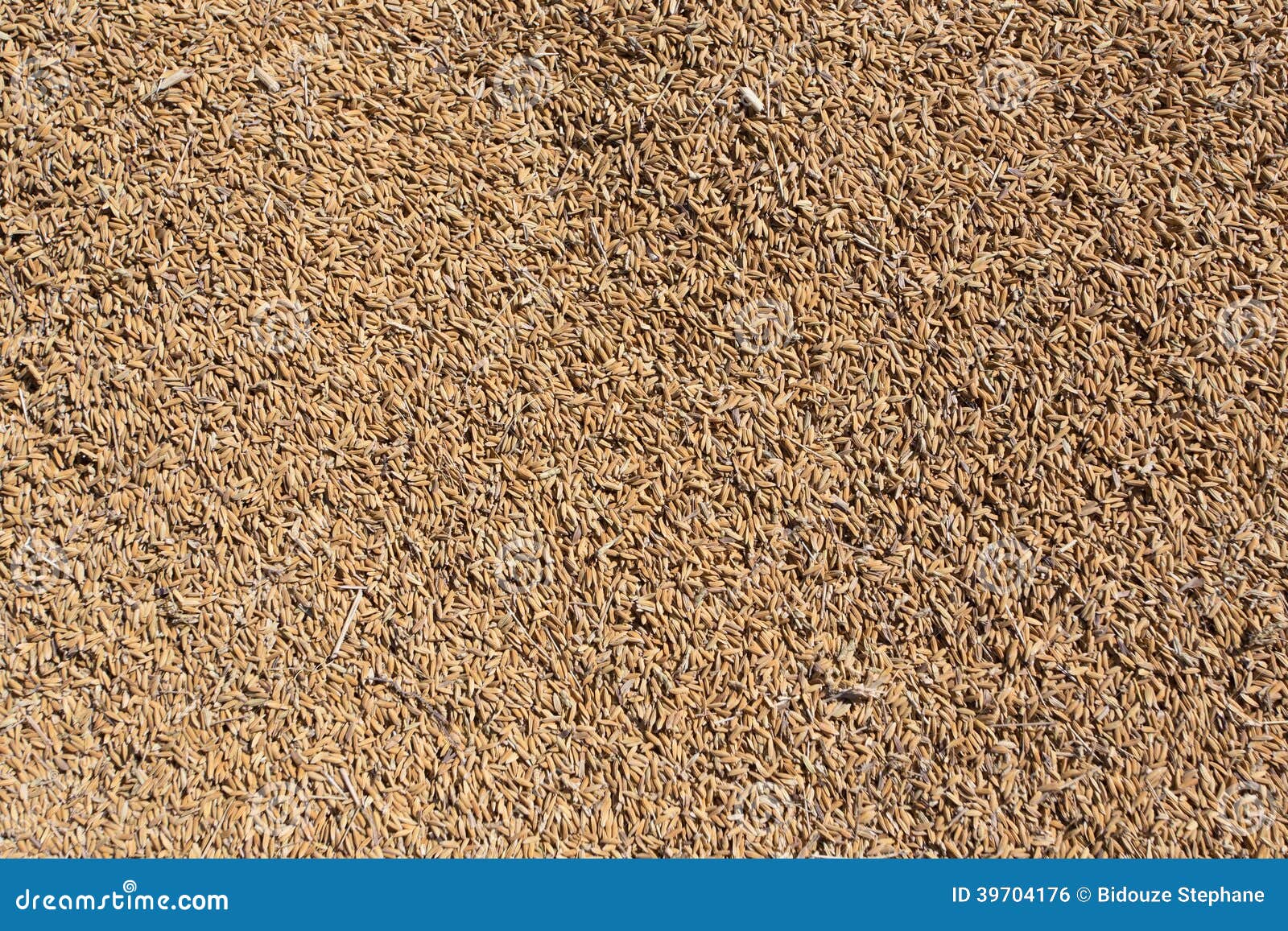 Fresh Harvested Rice Drying Stock Photo - Image of asia, rice: 39704176