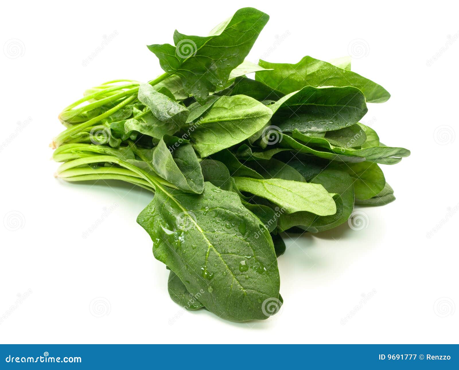 Fresh Harvested Spinach Isolated on White Stock Image - Image of ...
