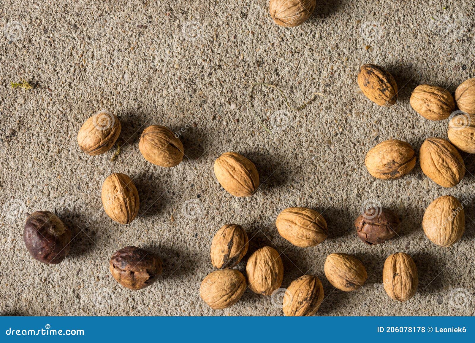 Fresh Harvested Wallnuts on a Concrete Floor Stock Photo - Image of ...