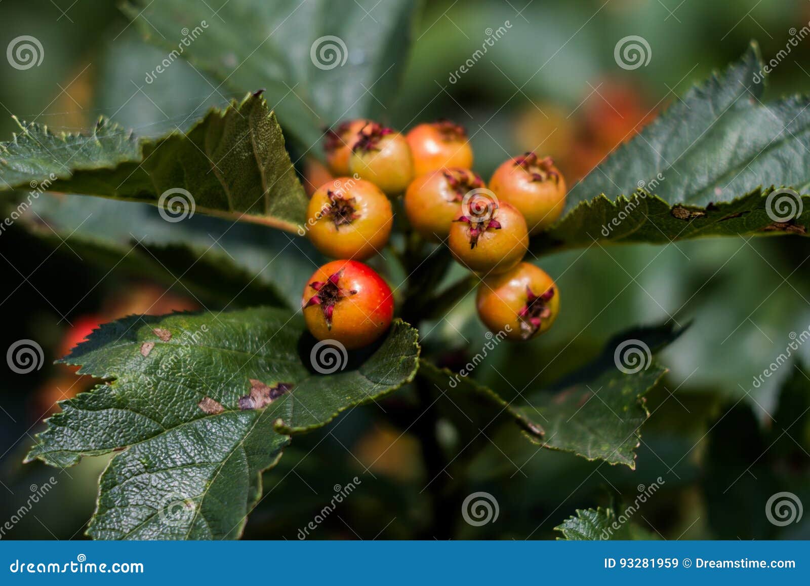 Fresh Haw Hawthorn for Hearts Stock Image - Image of healthy, rose ...