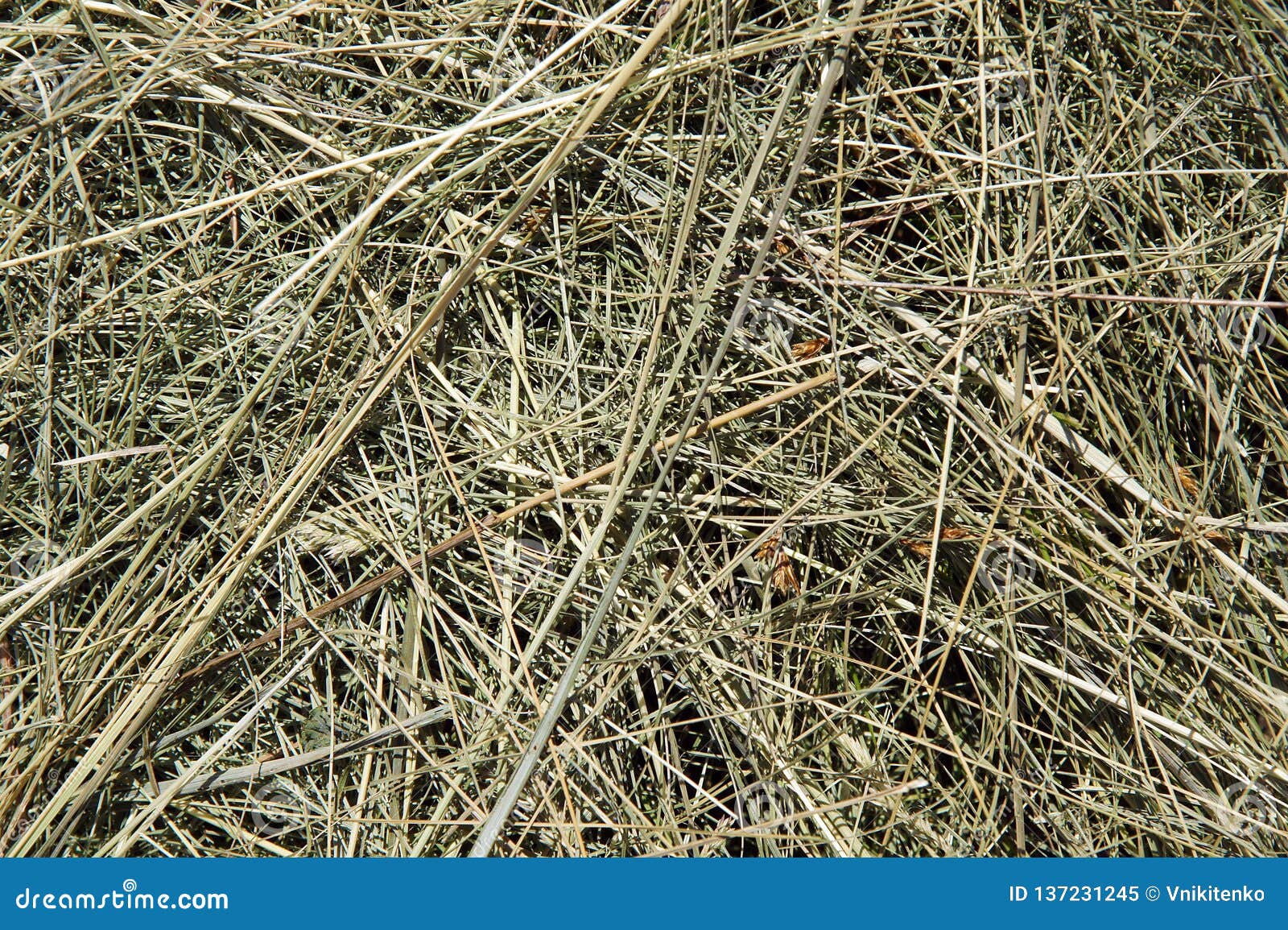 Fresh hay as a background stock image. Image of pattern - 137231245