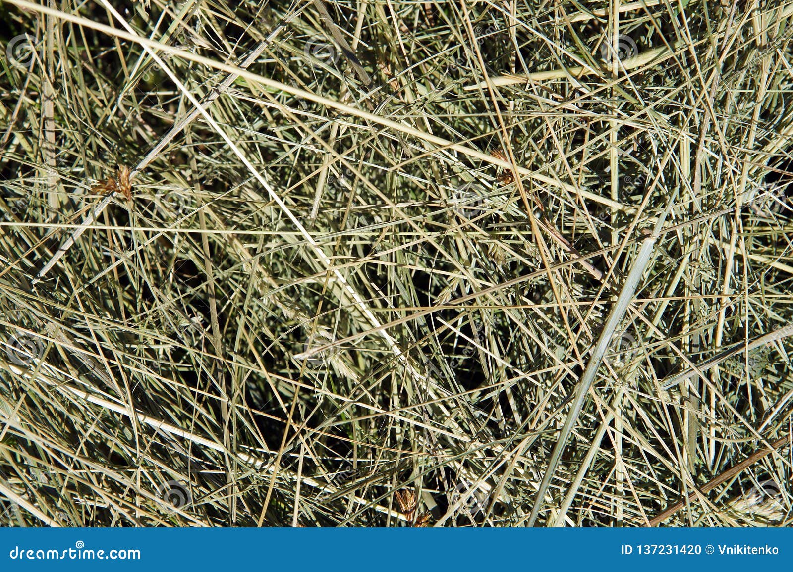 Fresh hay as a background stock photo. Image of natural - 137231420