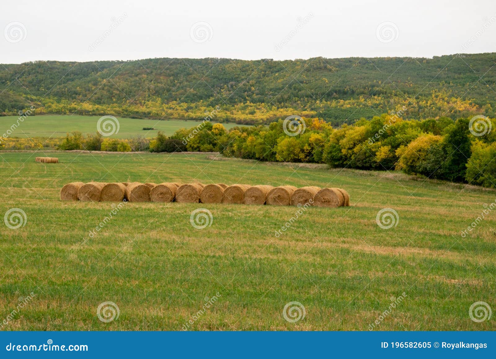 Fresh Hay Newly Baled Still in the Field Stock Image - Image of autumn ...